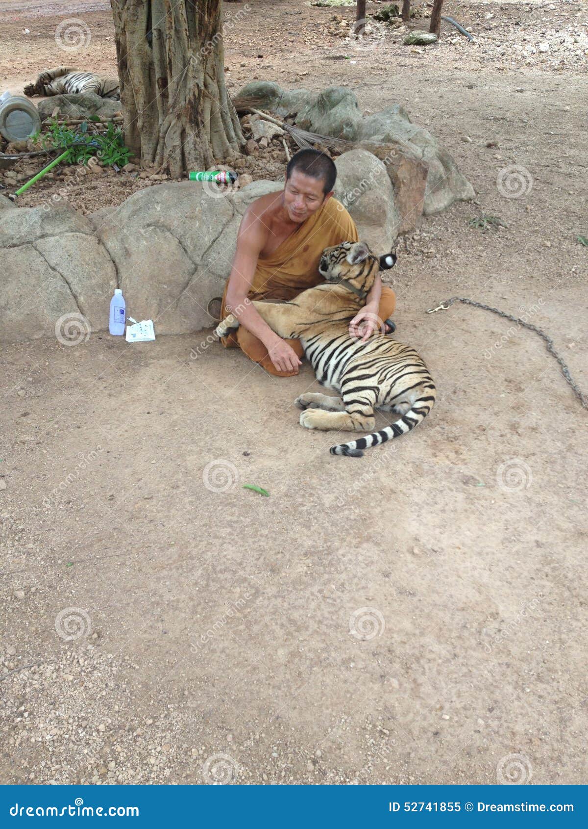 A monk nursing a tiger cub editorial image. Image of temple - 52741855