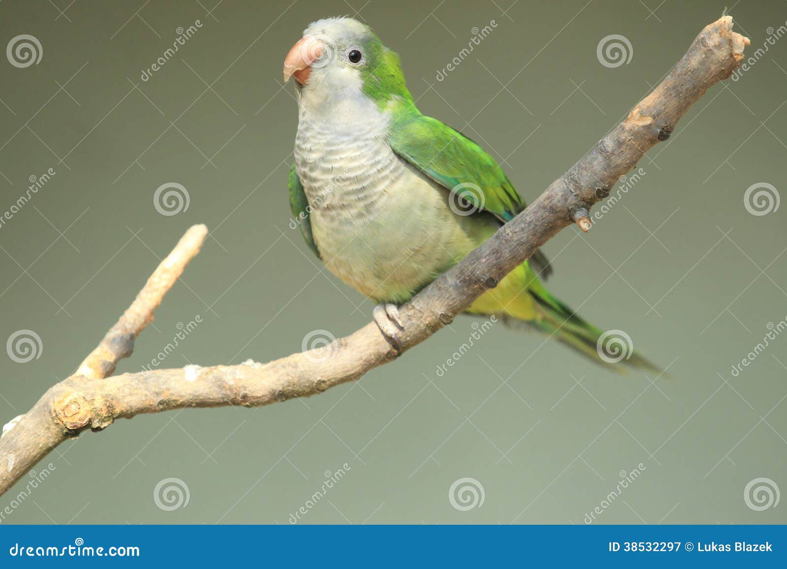 Monk parakeet stock image. Image of adult, nature, gray - 38532297