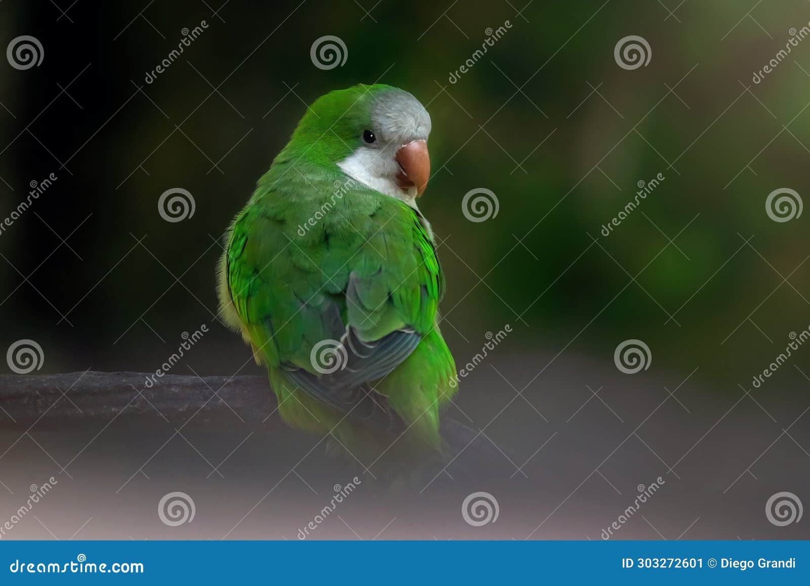 Monk Parakeet bird stock image. Image of parakeet, caturrita - 303272601