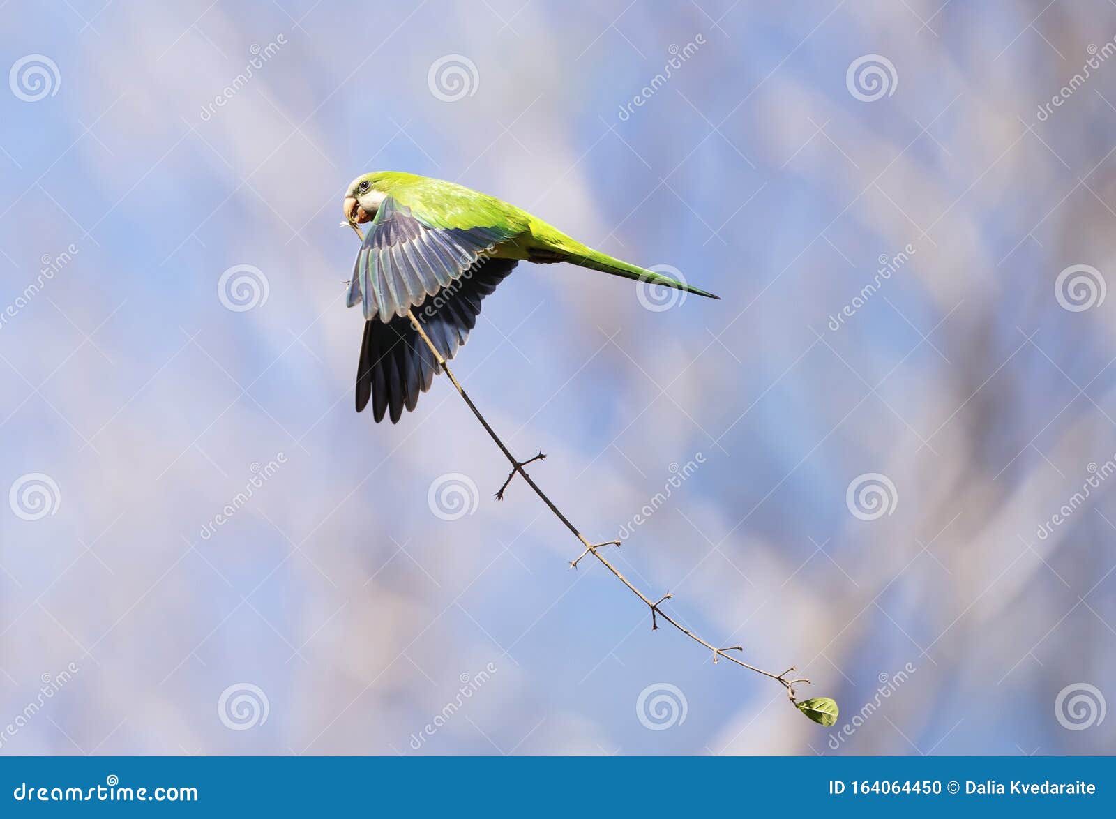 Monk Parakeet in Flight with the Nesting Material Stock Photo - Image ...