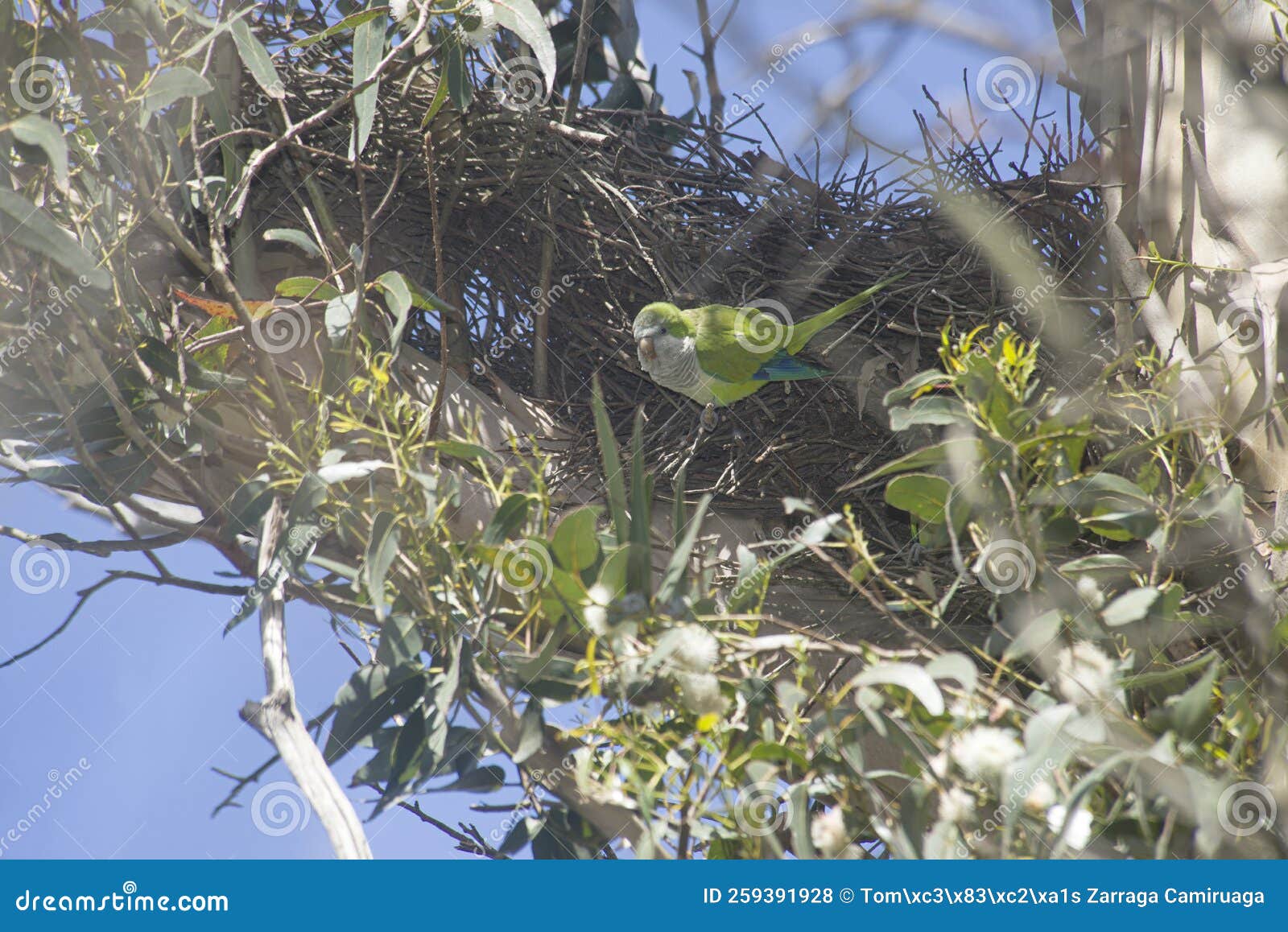 Monk Parakeet and His Nest on the Tree Stock Photo - Image of monk ...