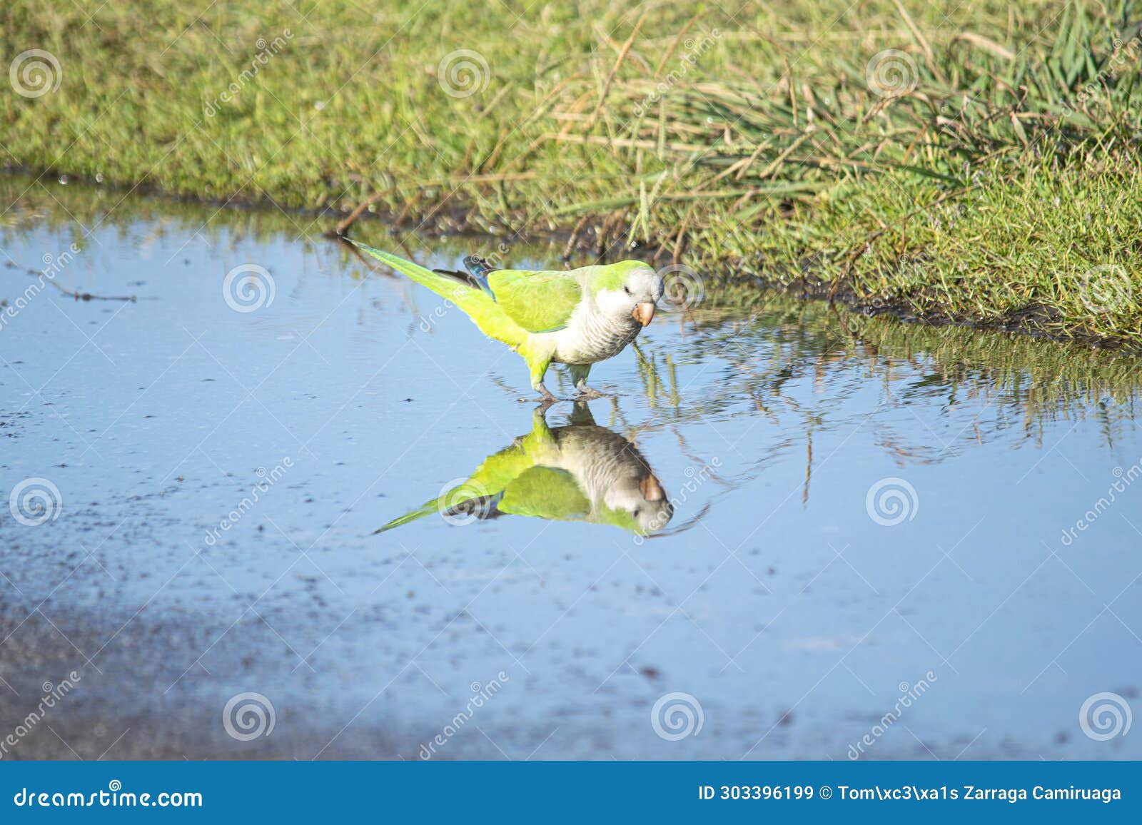 Monk Parakeet and His Reflect on a Pond Stock Image - Image of water ...