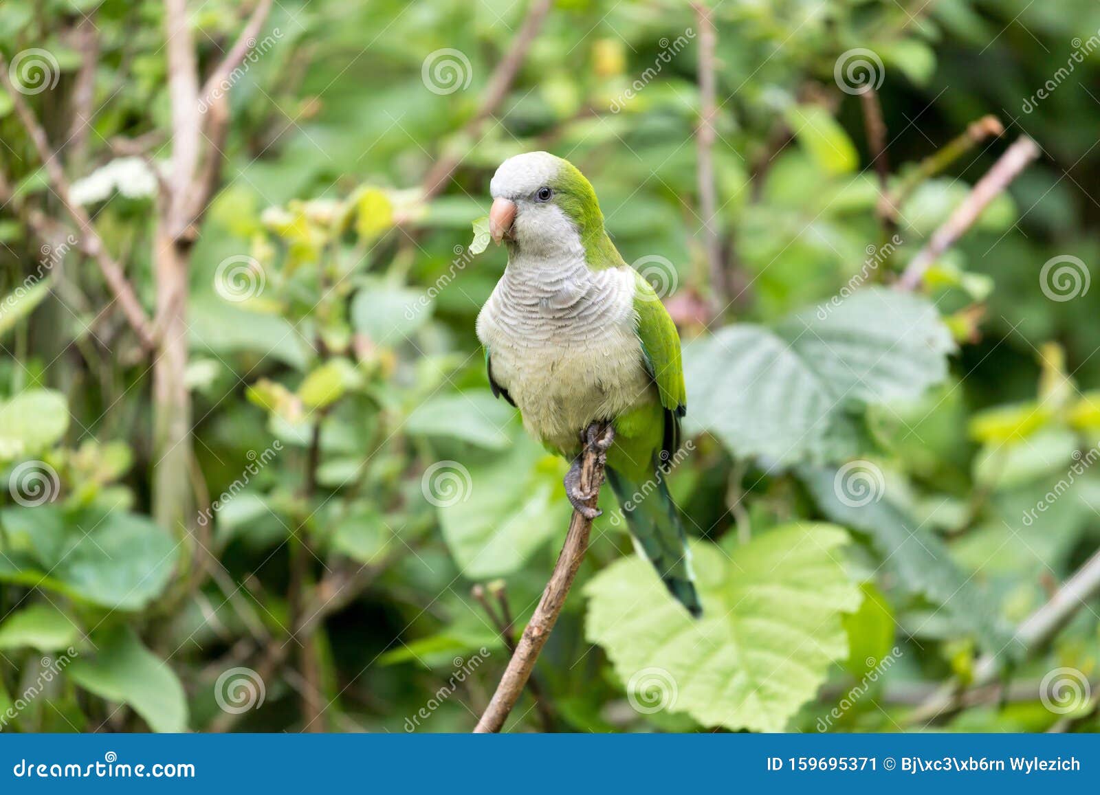 Monk parakeet stock image. Image of parrot, wilderness - 159695371
