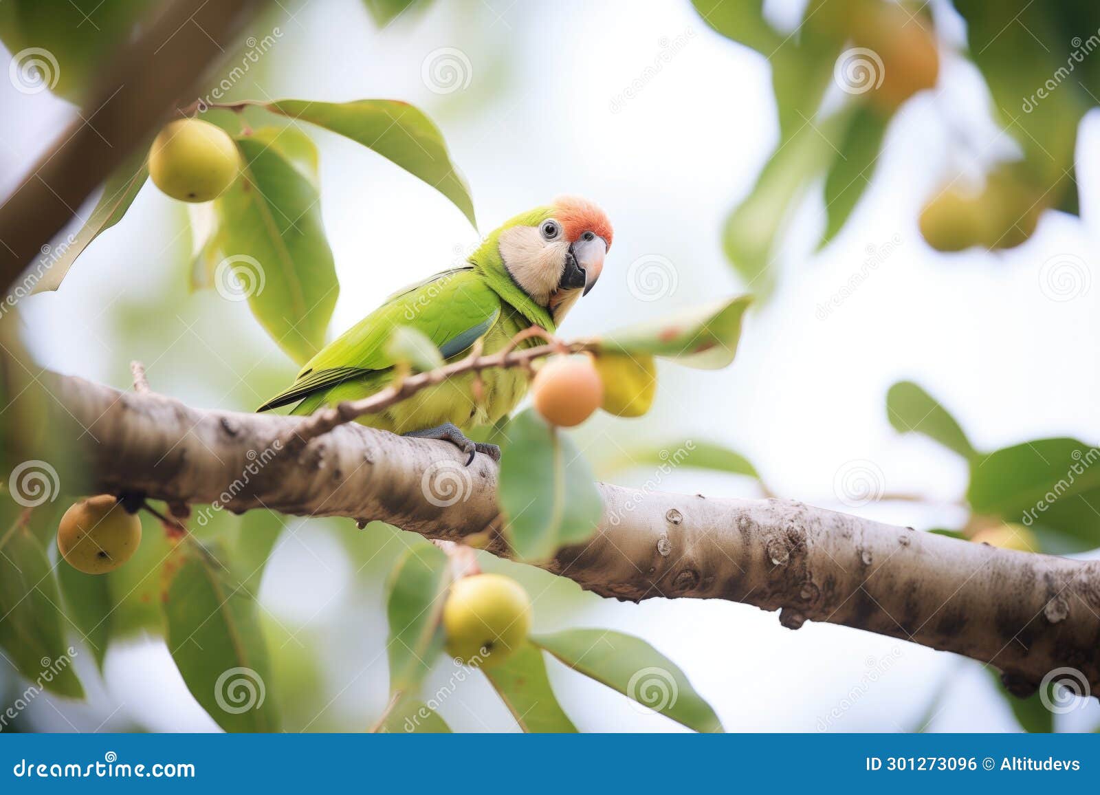 Monk Parakeet. Green Quaker Parrot Watercolor Illustration. Realistic ...