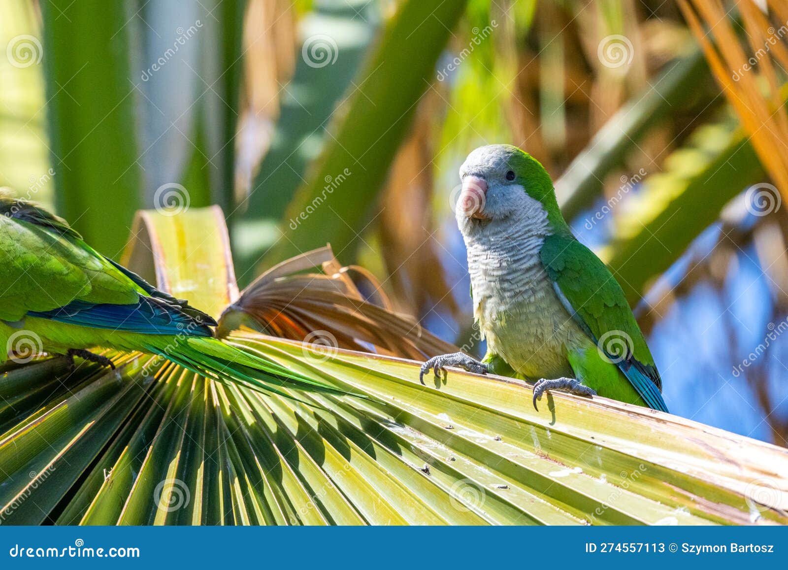 Monk Parakeet, Myiopsitta Monachus, Malaga, Spain Stock Image - Image ...