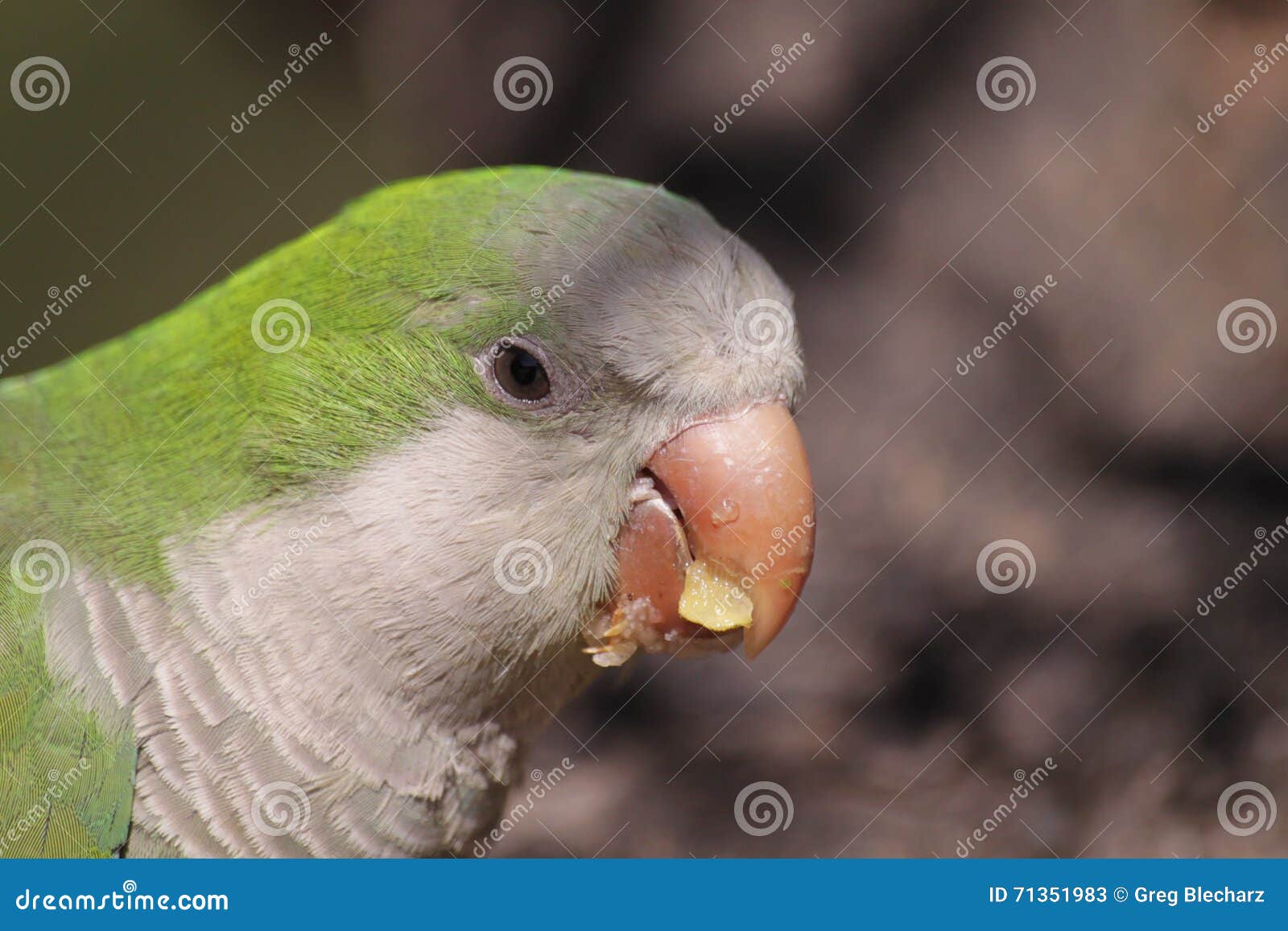 Monk Parakeet stock image. Image of coral, vibrant, avian - 71351983