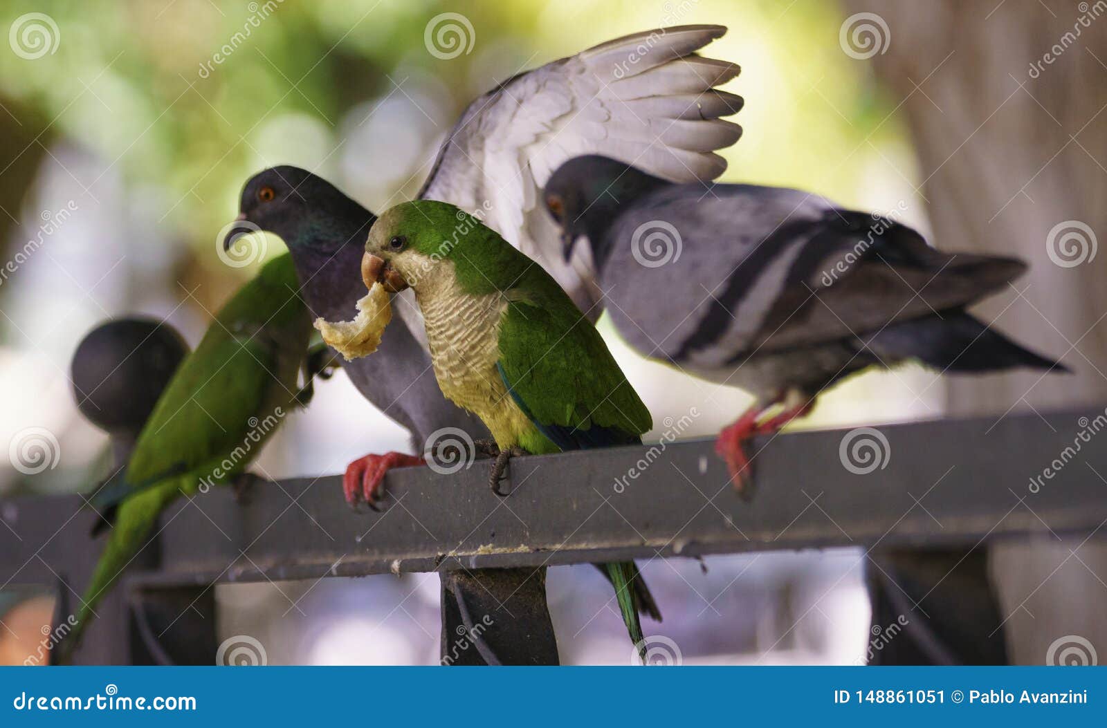 Monk Parakeet and Rock Doves Stock Image - Image of color, friendly ...