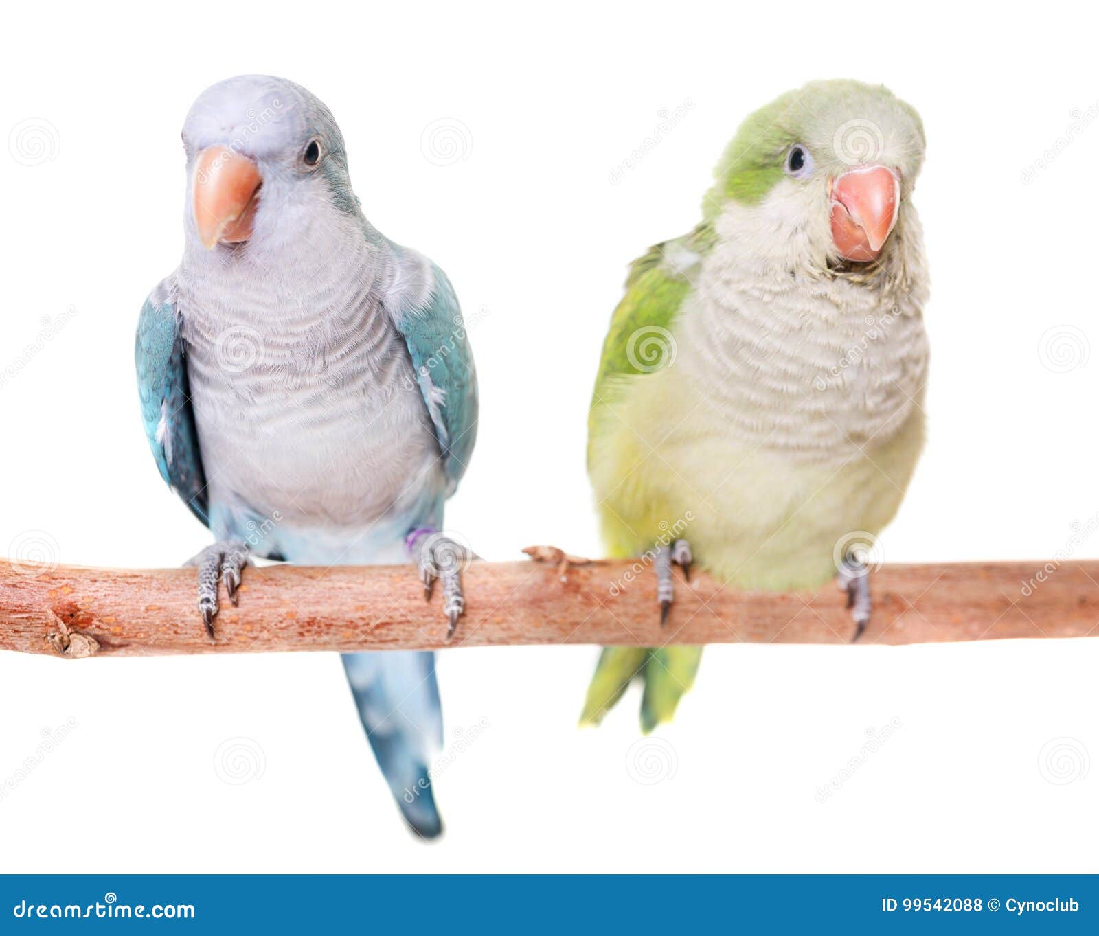 343 Blue Monk Parakeet Stock Photos - Free & Royalty-Free Stock Photos ...