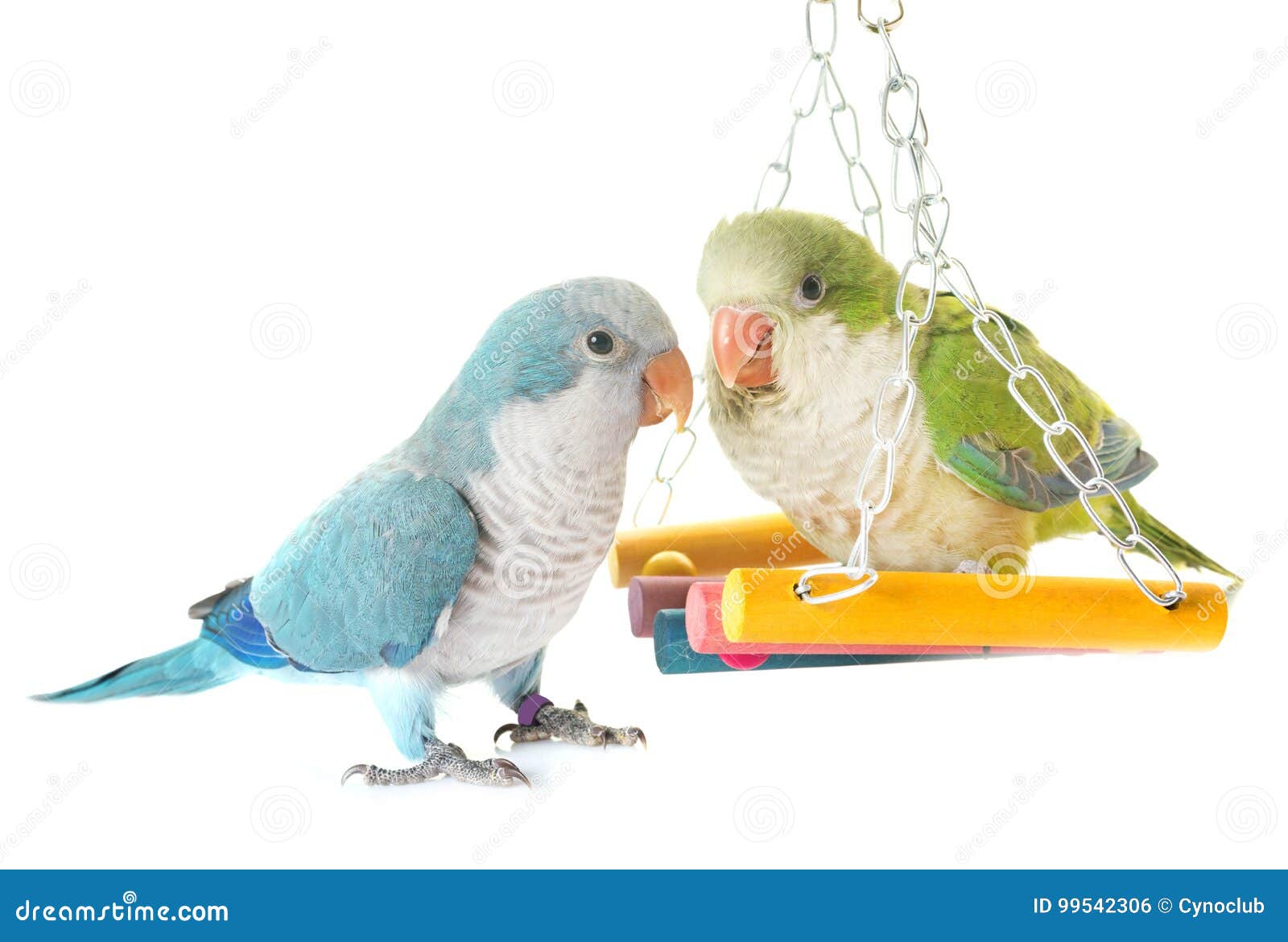 Monk Parakeet Quaker Parrot Sideways Royalty-Free Stock Photo ...