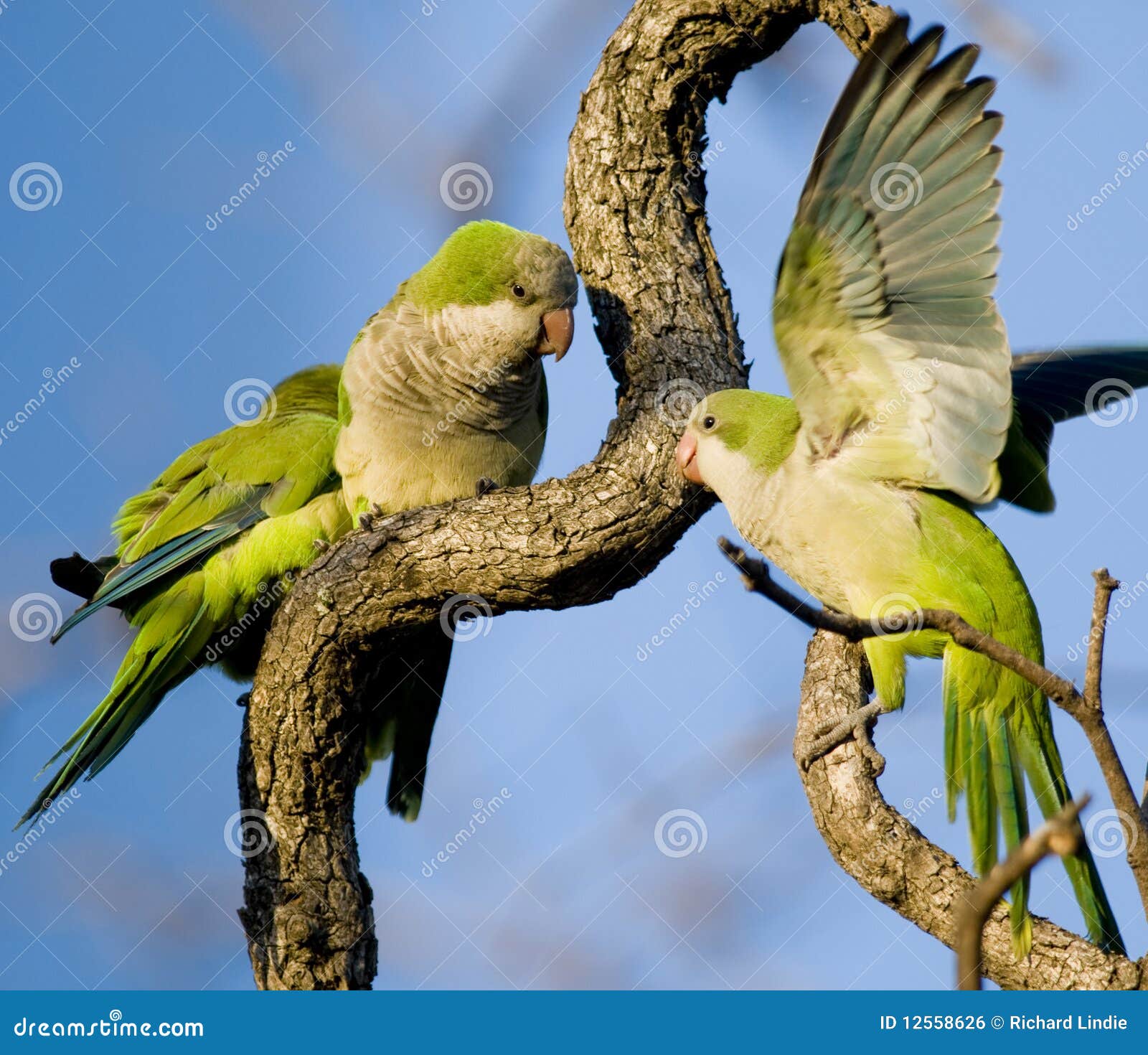 Monk Parakeets stock photo. Image of wings, parakeet - 12558626