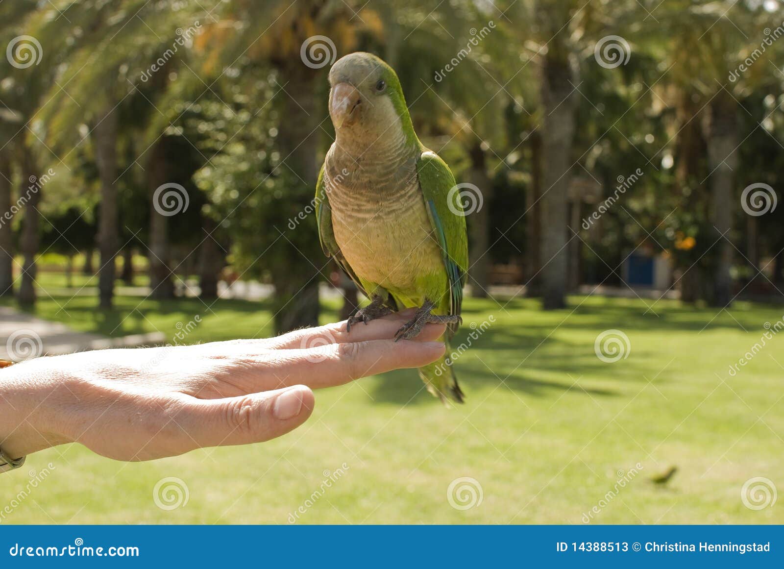 Monk Parakeets on Man S Hand Stock Image - Image of colorful, hand ...