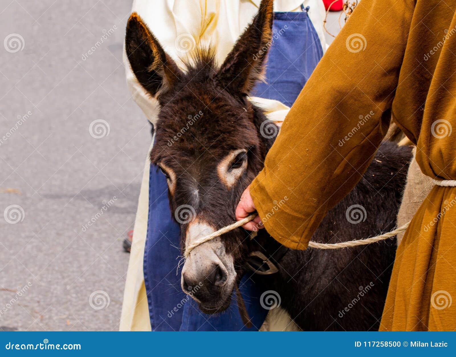 Monk Pulls on Donkey`s Halter, Stock Photo - Image of pull, ears: 117258500
