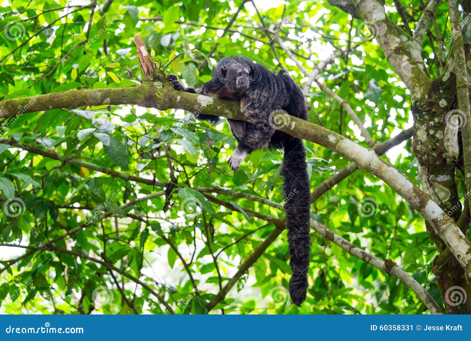 Monk Saki Monkey and Tail stock image. Image of saki - 60358331