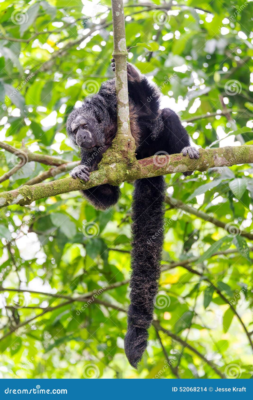 Monk Saki Monkey and Tail stock photo. Image of geofferys - 52068214