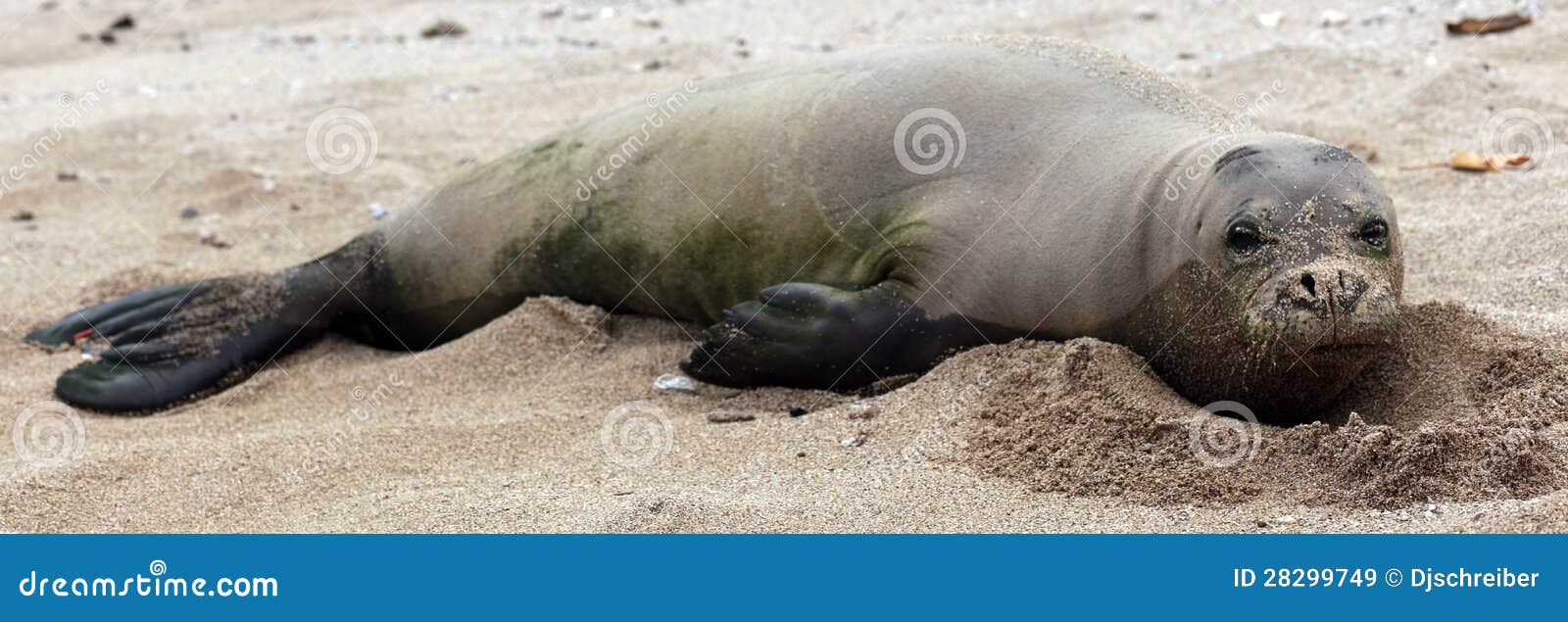 Monk Seal stock image. Image of hawaii, america, monk - 28299749