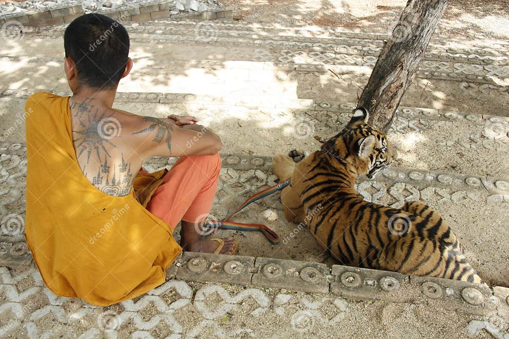 Monk and the Tiger editorial stock photo. Image of laying - 22883388