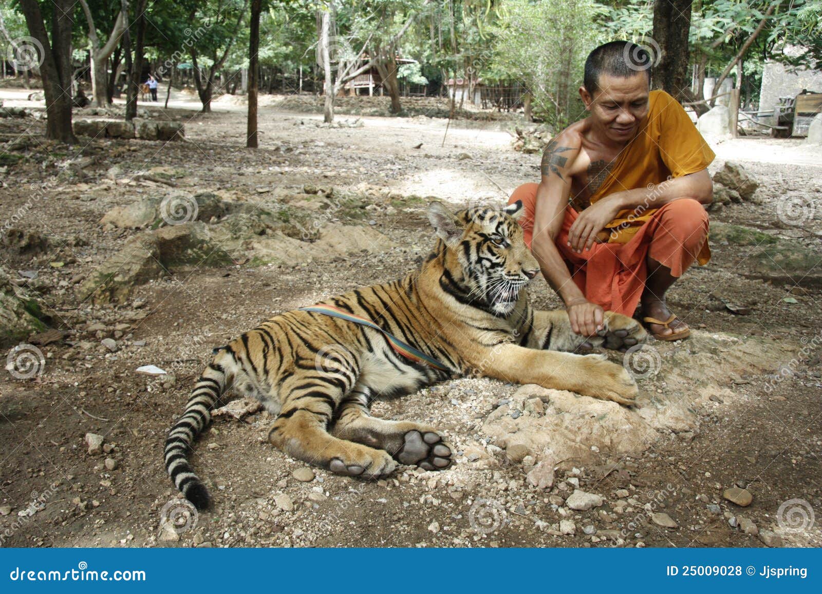 Monk and the Tiger editorial stock photo. Image of calm - 25009028