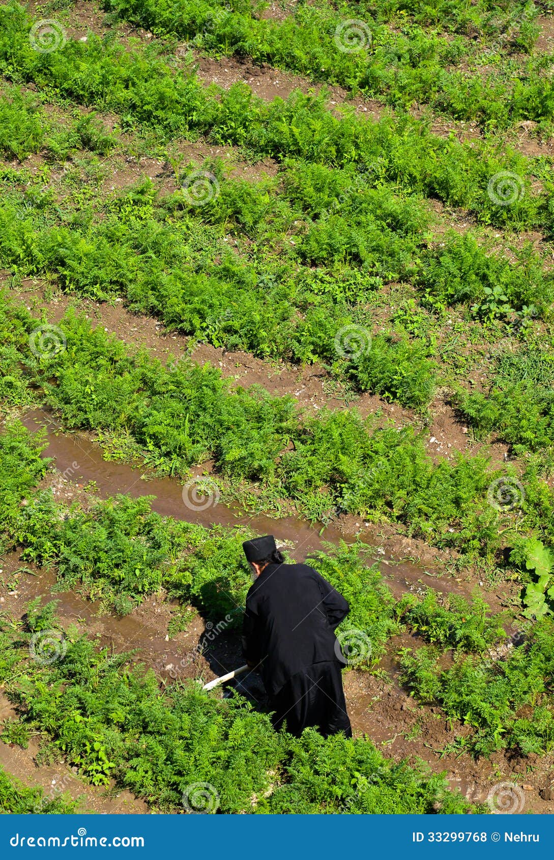 God`s Agriculture,monk at Work Stock Photo - Image of harvest, belief ...