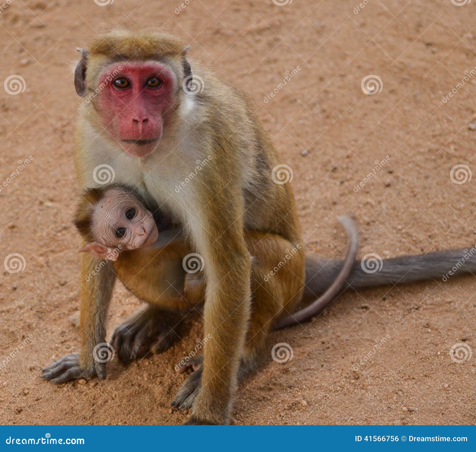 Monkay carrying its baby stock photo. Image of carrying - 41566756