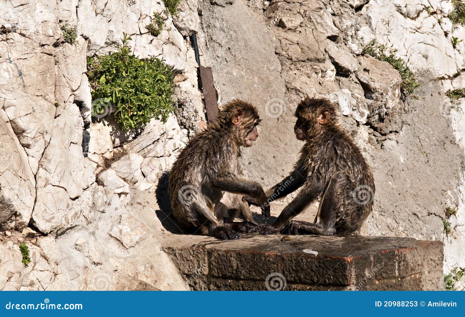 Monkeis playing stock image. Image of teeth, female, catching - 20988253