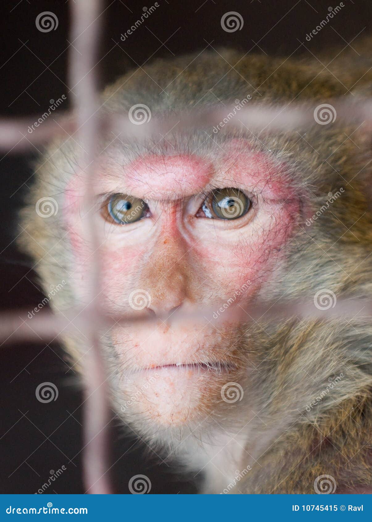 Monkey stock image. Image of humor, fear, expressive - 10745415