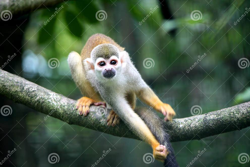 Monkey stock photo. Image of tail, body, wildlife, single - 11256476