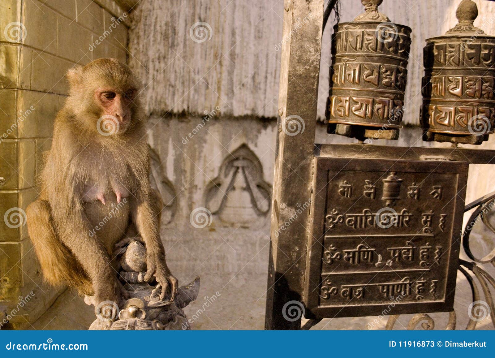Monkey stock image. Image of primate, altar, indigenous - 11916873
