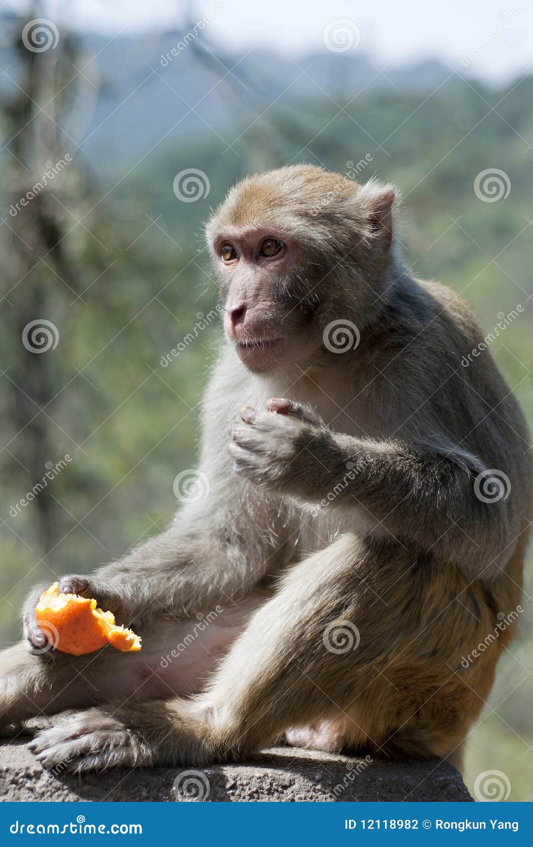 Monkey stock photo. Image of watch, monkey, sunshine - 12118982