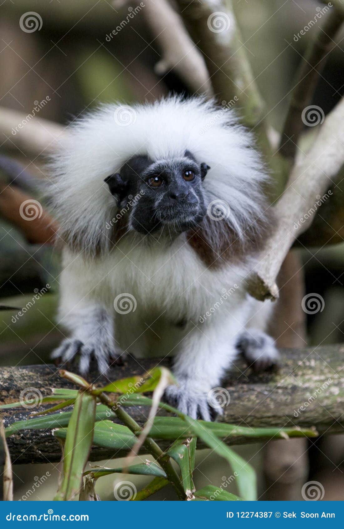 Monkey stock image. Image of monkey, cotton, tamarin - 12274387