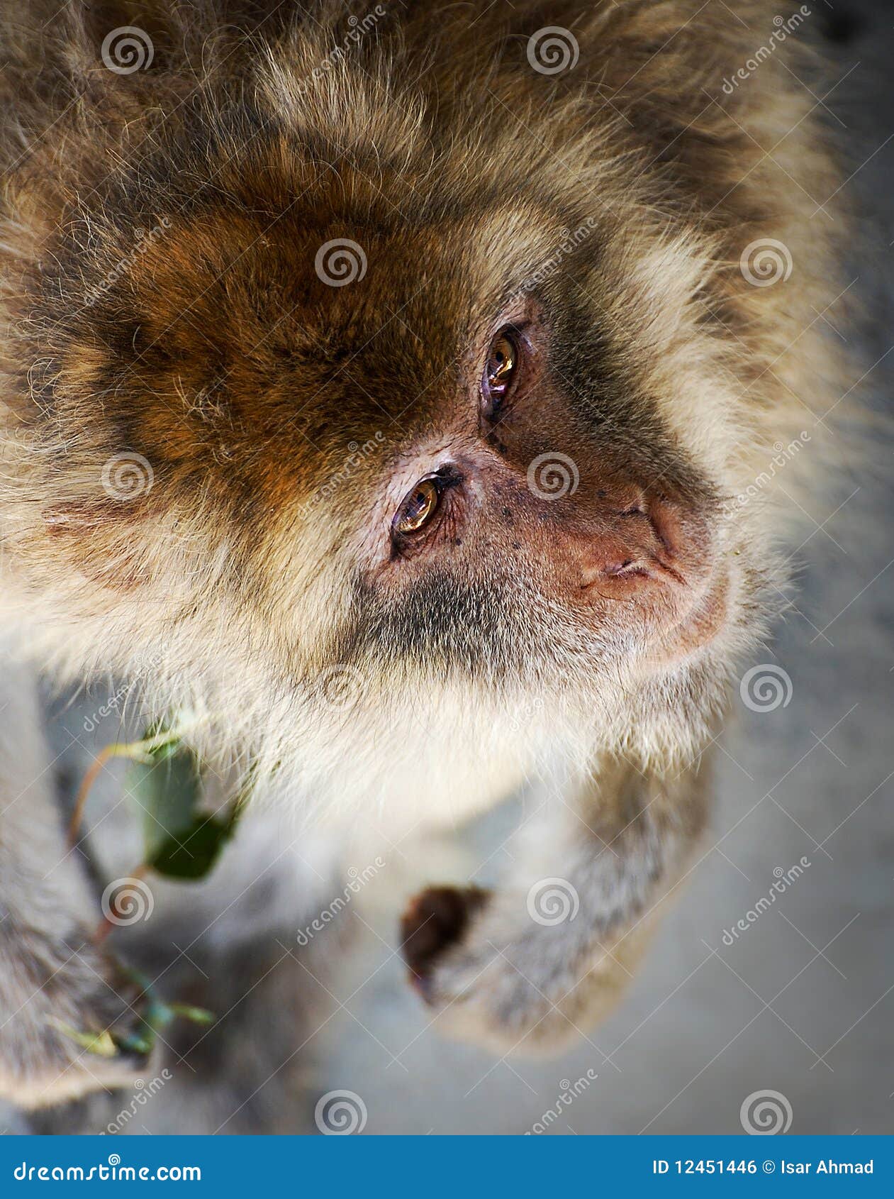 Monkey stock photo. Image of mammal, contrast, eyes, bokeh - 12451446