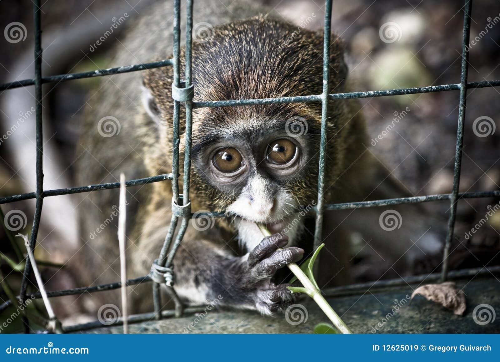 Monkey stock image. Image of monkey, nature, prison, closeup - 12625019