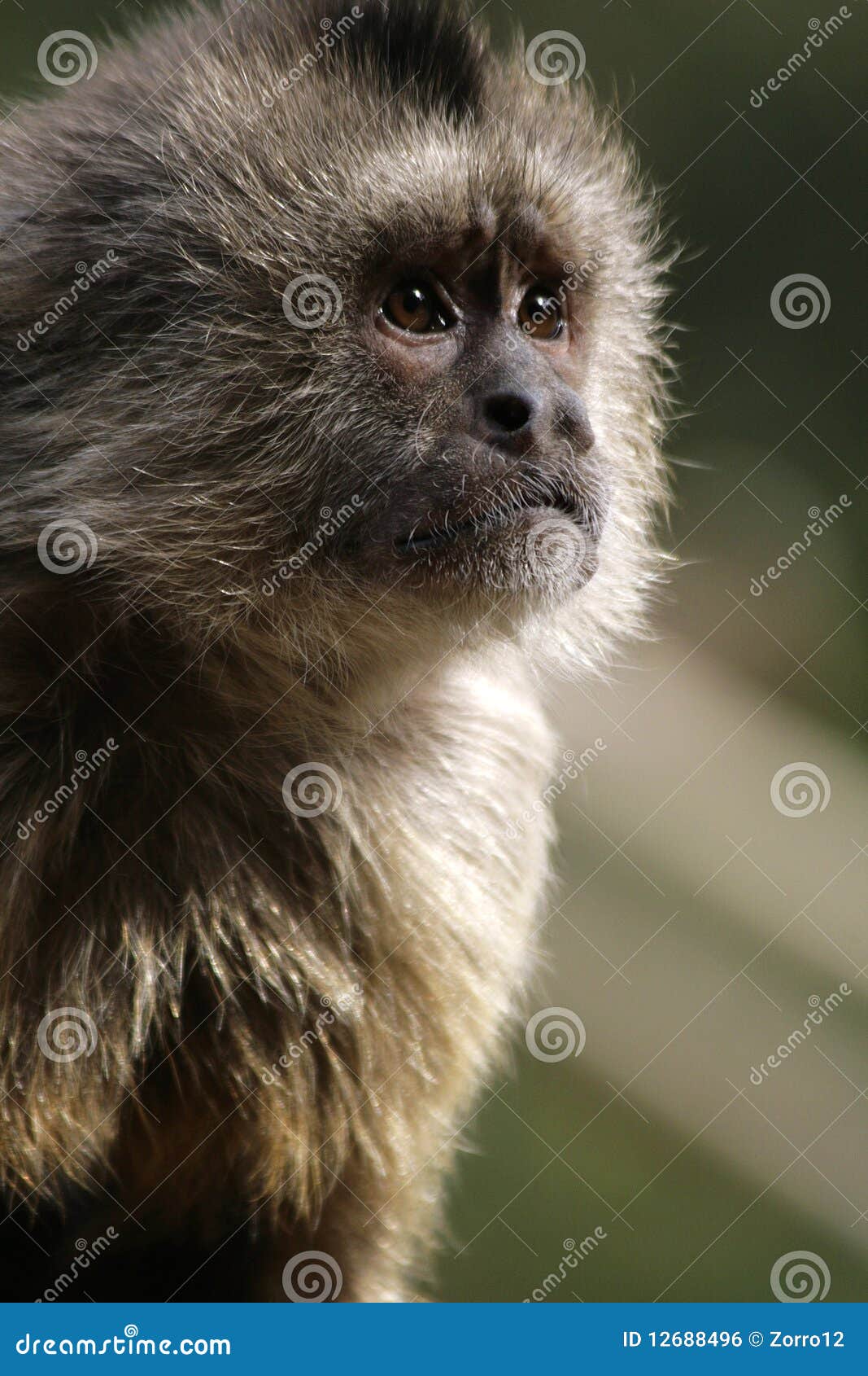 Monkey stock photo. Image of snout, organism, animal - 12688496