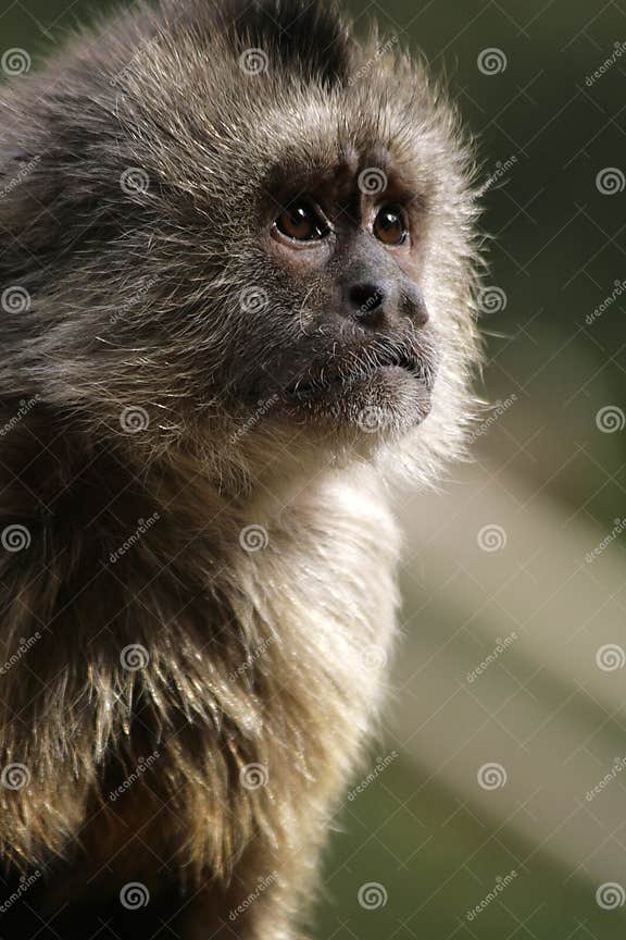 Monkey stock photo. Image of snout, organism, animal - 12688496
