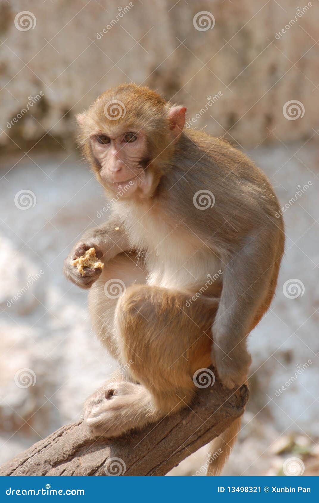 Monkey stock image. Image of glance, head, hair, hairy - 13498321