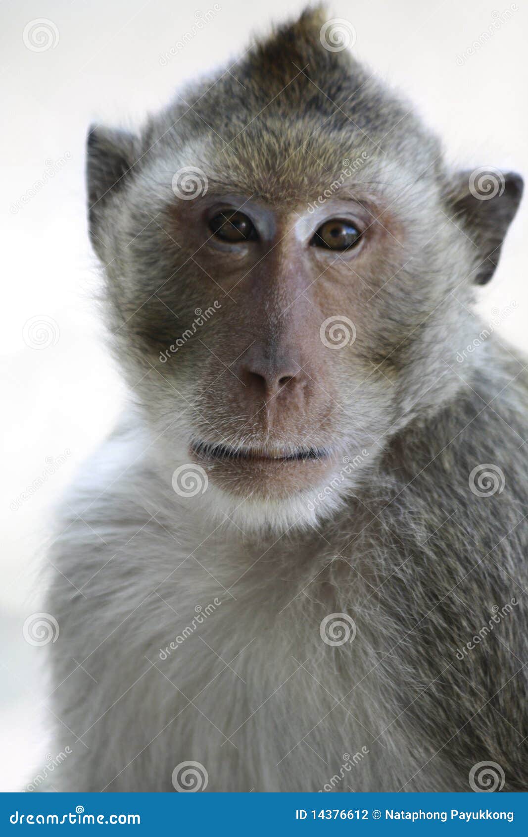 Monkey stock photo. Image of monkey, mandrill, voerjoy - 14376612