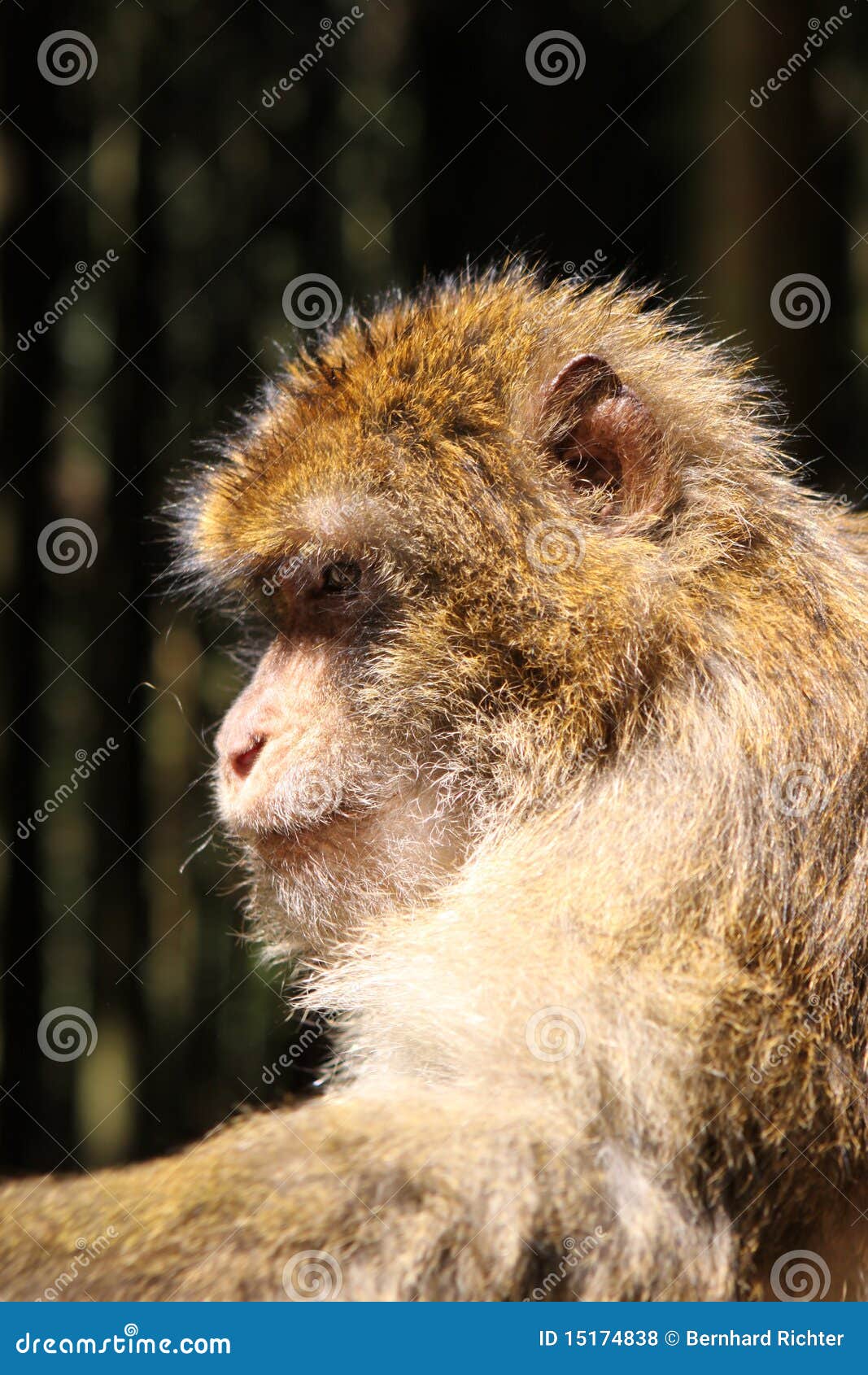 Monkey stock photo. Image of monkey, ponder, blasted - 15174838