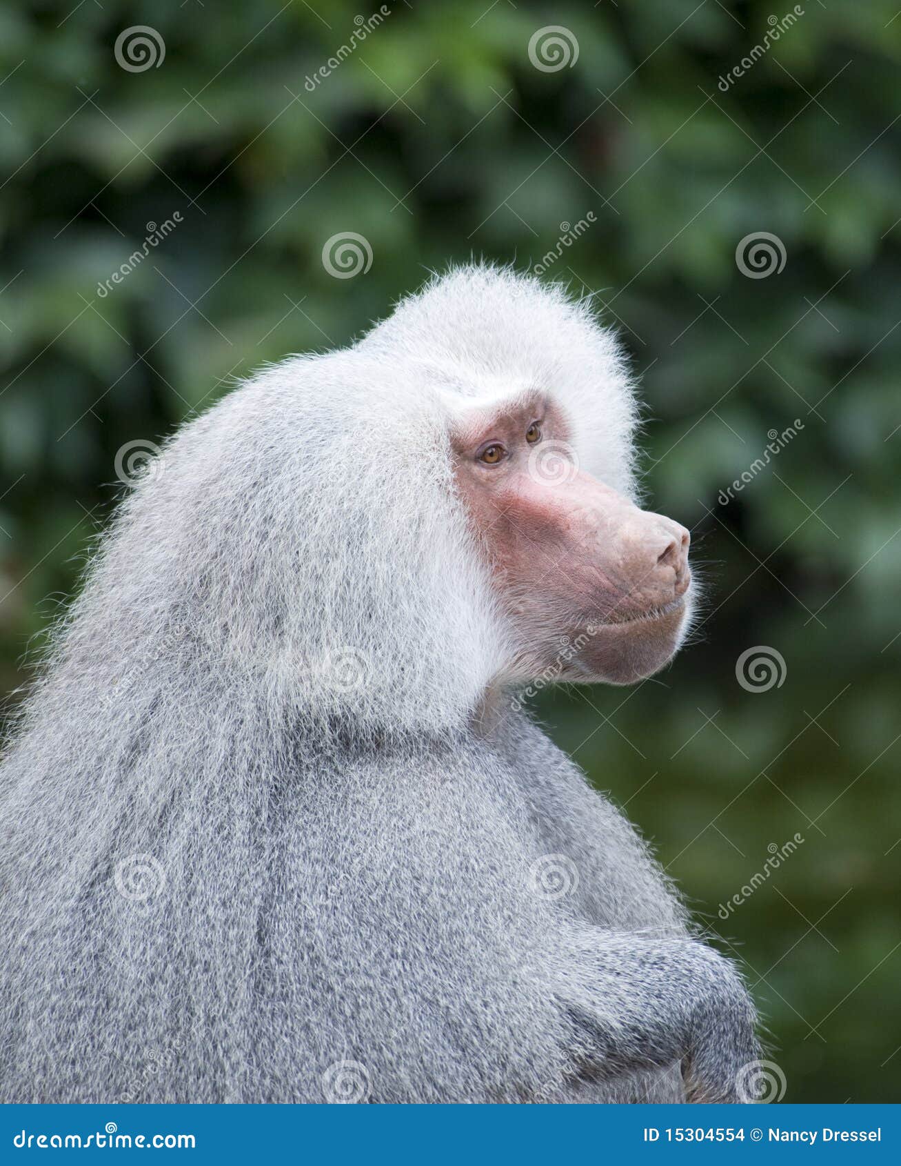 Monkey stock photo. Image of stair, wilderness, cute - 15304554