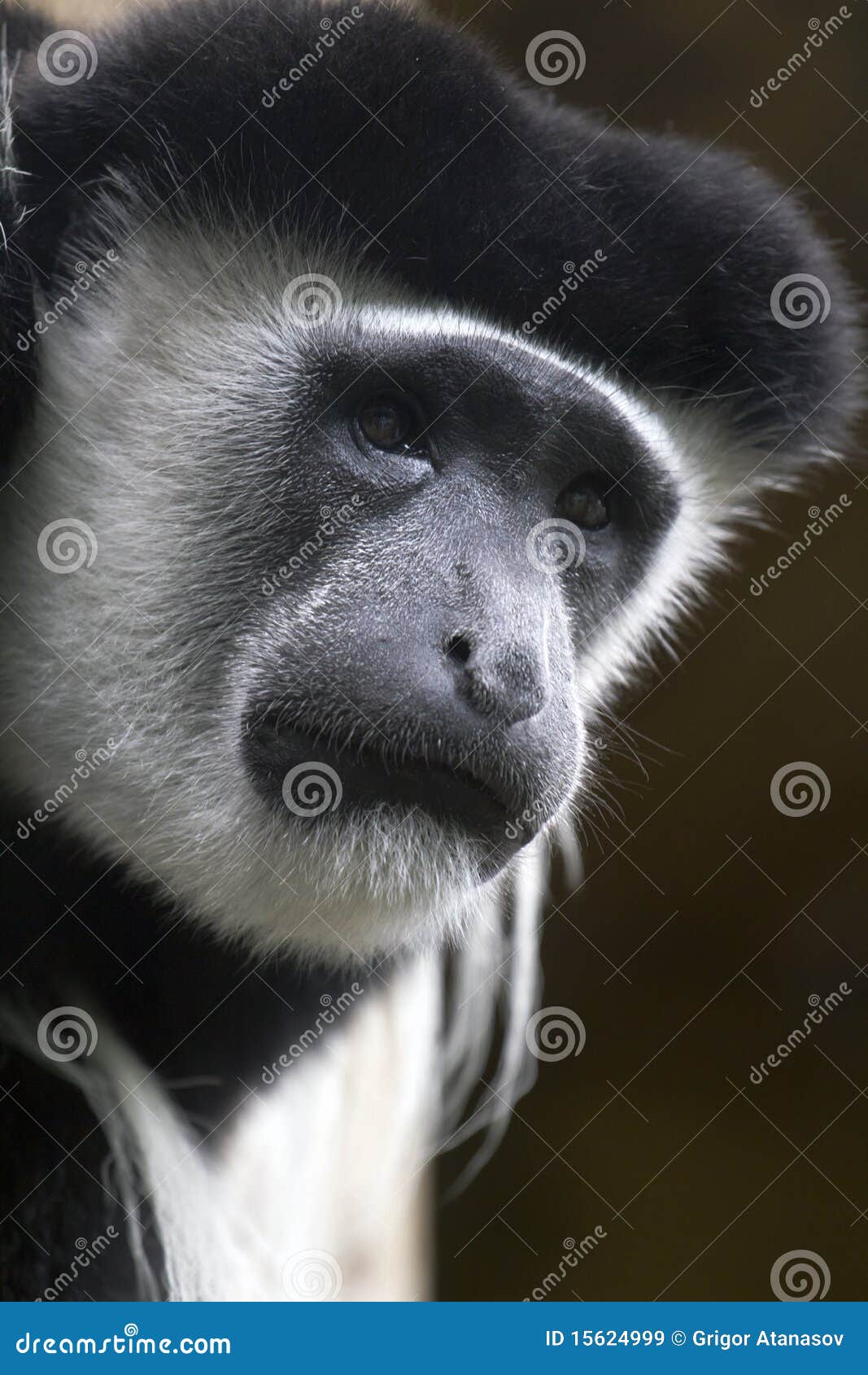 Monkey stock image. Image of portrait, wildlife, environment - 15624999