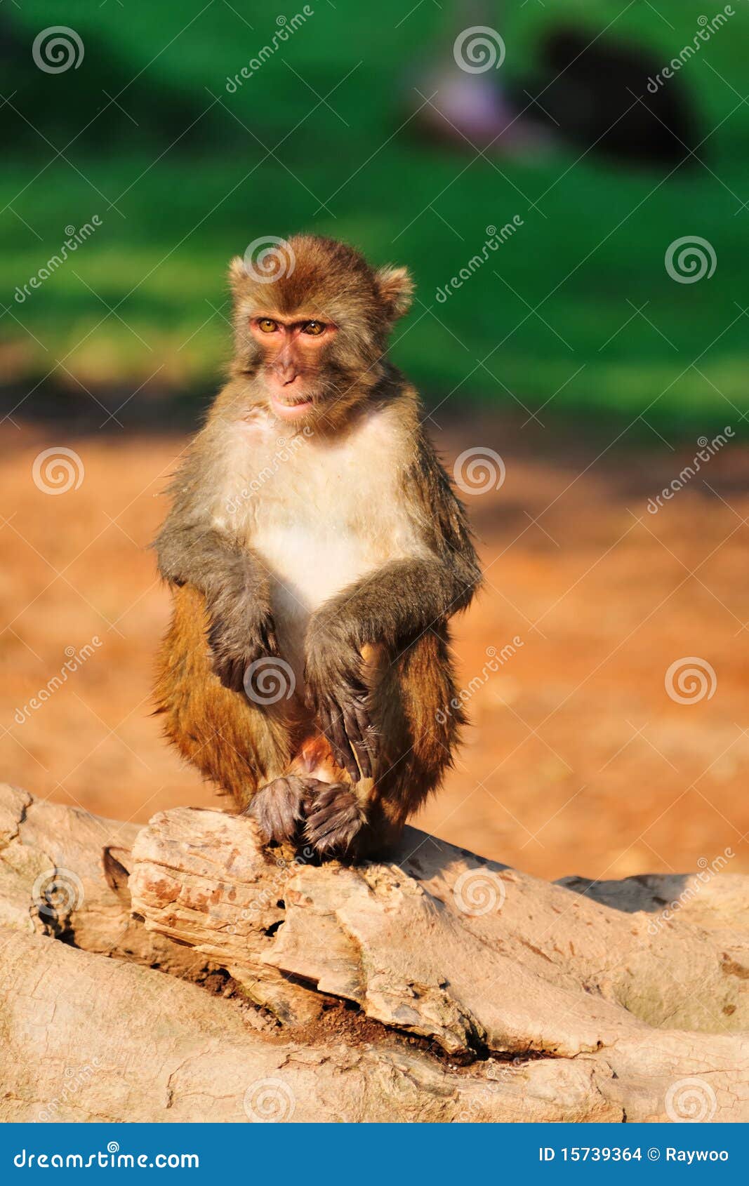Monkey stock photo. Image of happy, grimace, tree, eyes - 15739364