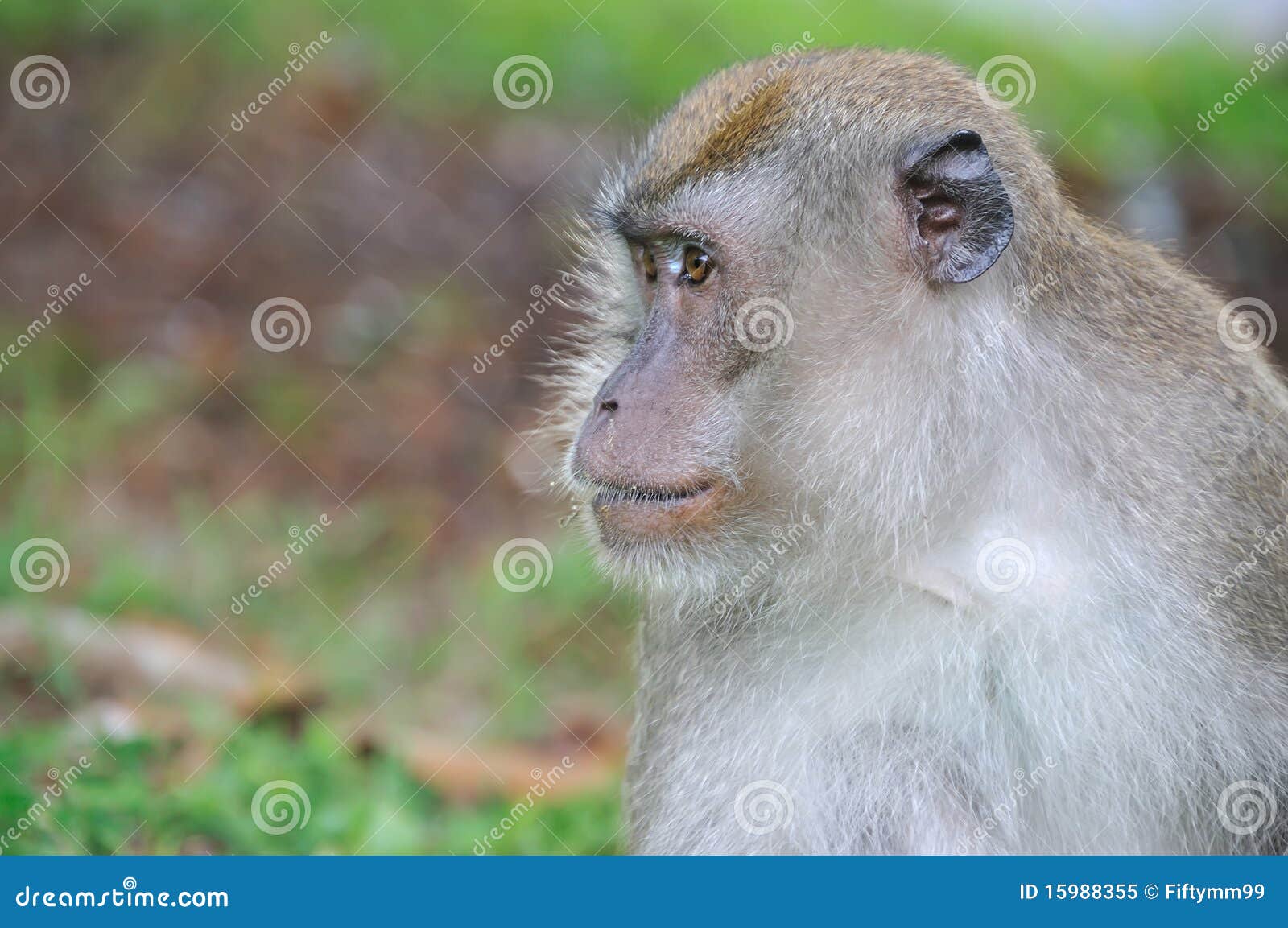 Monkey stock image. Image of looking, worry, grass, hair - 15988355