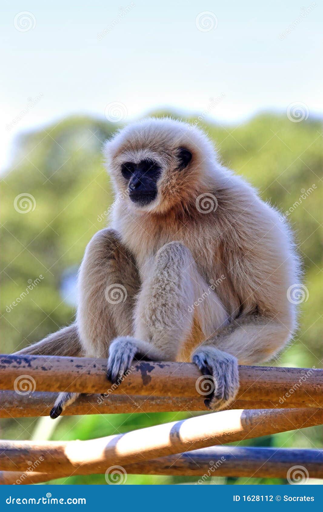 Monkey stock photo. Image of monkeys, jungle, speechless - 1628112