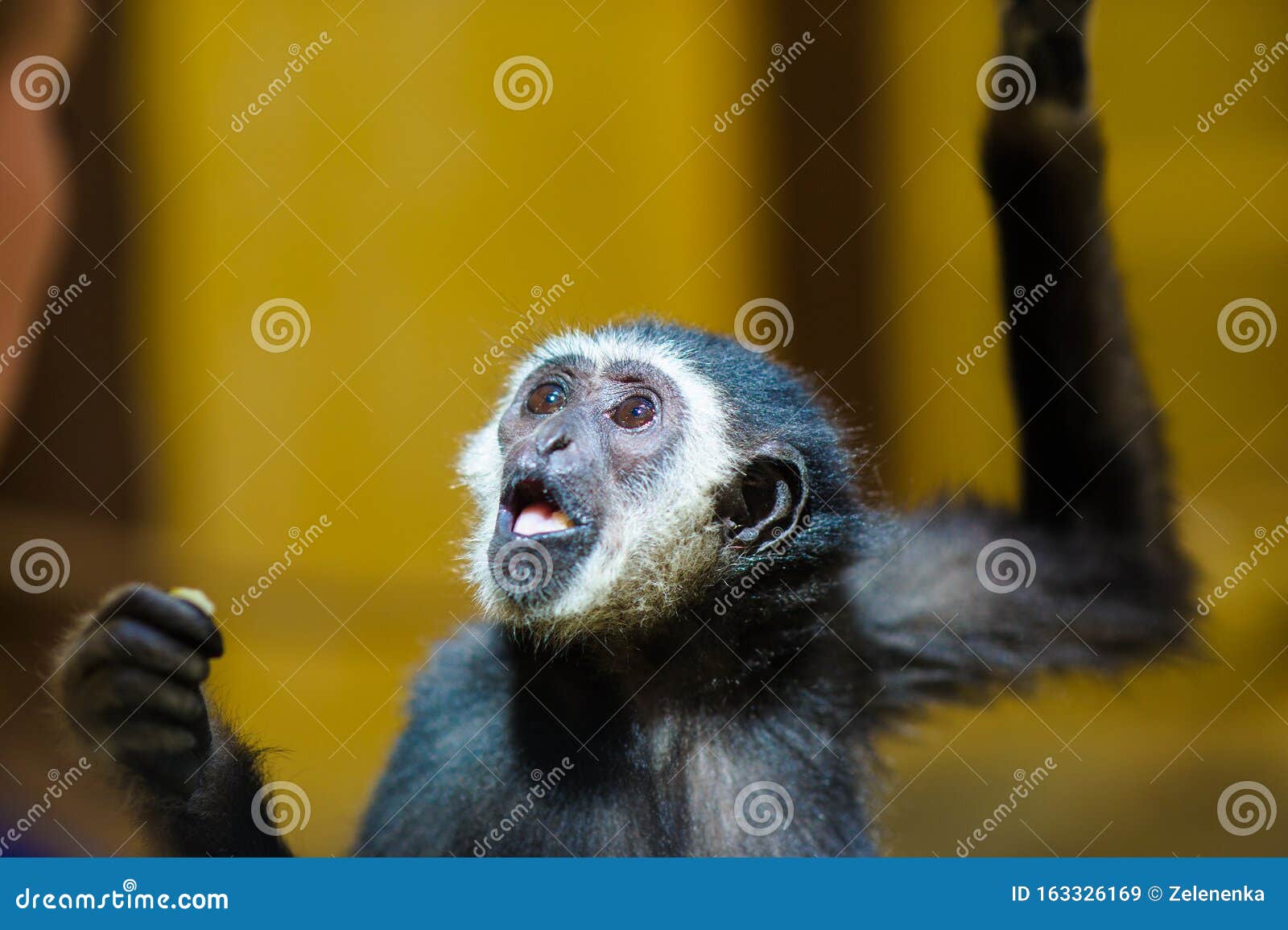 Monkey stock image. Image of smile, forest, looking - 163326169