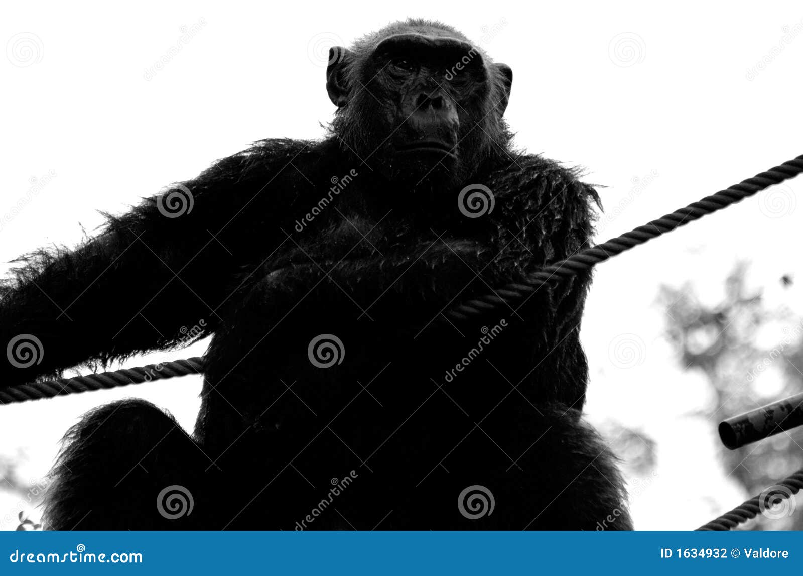 Monkey stock photo. Image of sapiens, mammal, primitive - 1634932