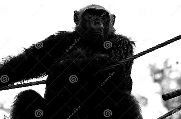 Monkey stock photo. Image of sapiens, mammal, primitive - 1634932
