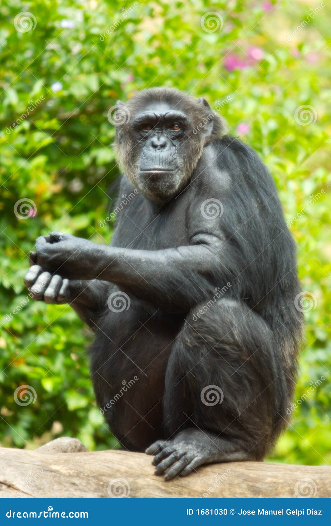 Monkey stock photo. Image of female, detail, primate, chimpanzee - 1681030