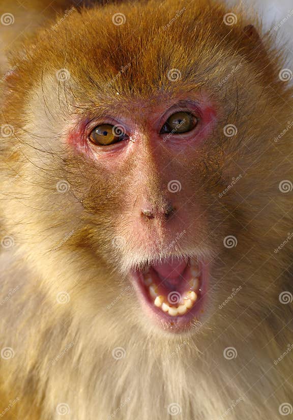 Monkey stock photo. Image of facial, monkeys, demonstrations - 17962468
