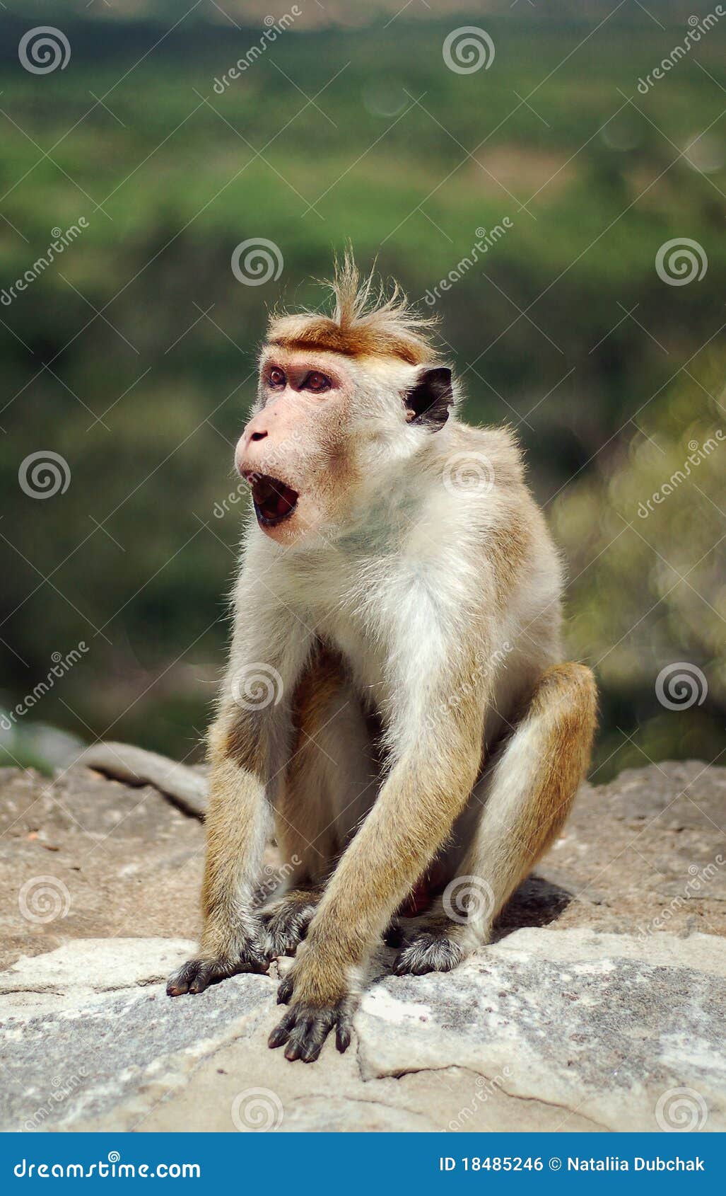 Monkey stock photo. Image of wildlife, park, fear, surprise - 18485246