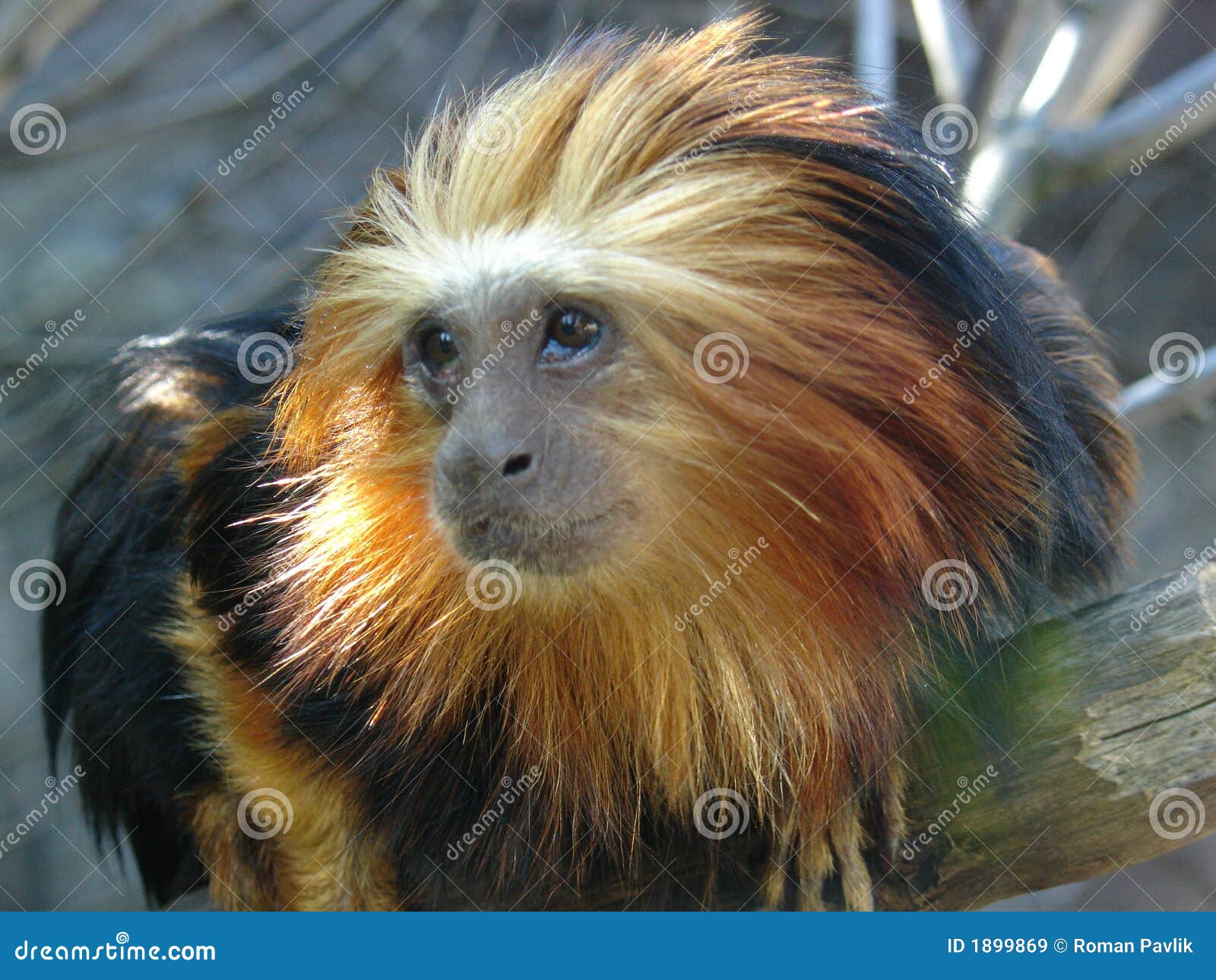 Monkey stock image. Image of tropical, limb, sweat, detail - 1899869
