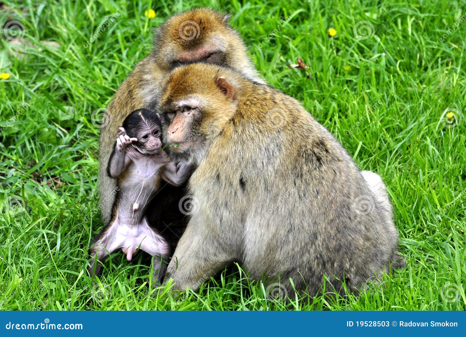 Monkey stock image. Image of macac, mouth, portrait, makak - 19528503