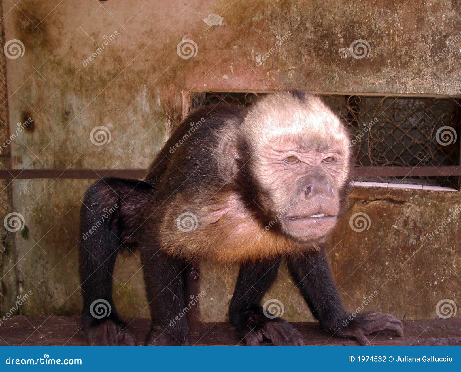 Monkey stock photo. Image of wildlife, monkey, humanity - 1974532